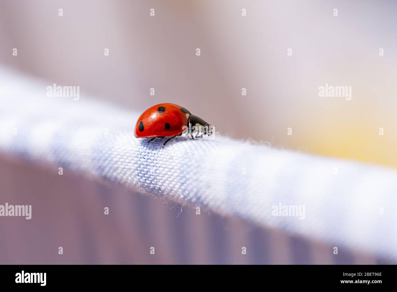 Red ladybug walking on a blue sheet lying in the sun after laundry ...