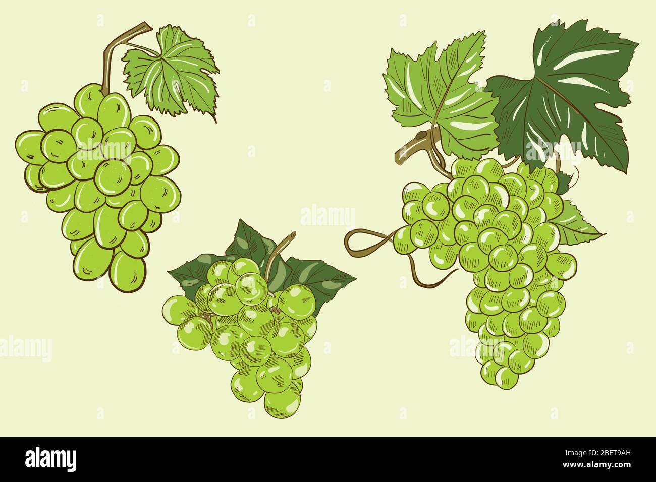 Vector illustration of green bunches of grapes with leaves on a light ...