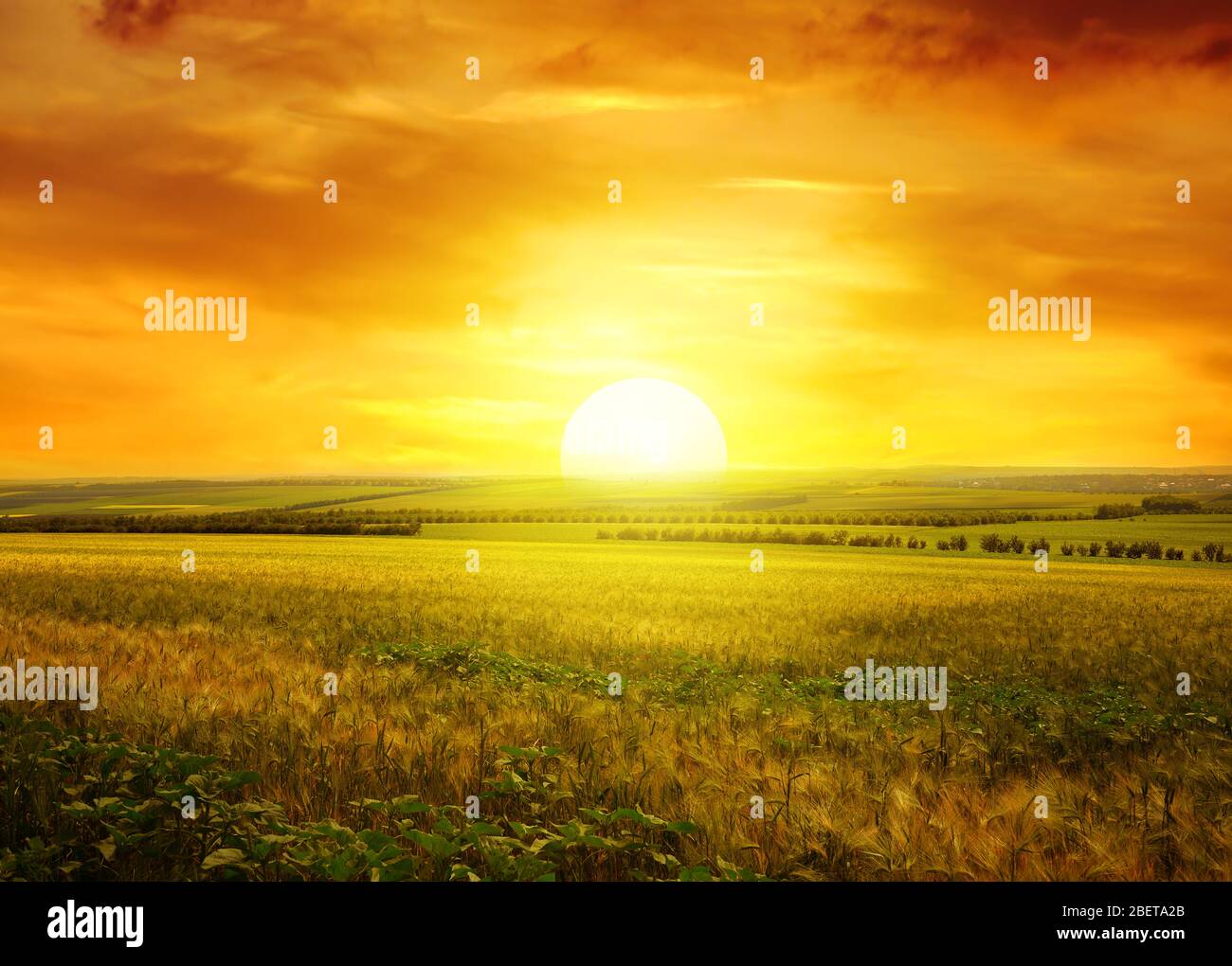 Golden sunset over wheat field Stock Photo - Alamy