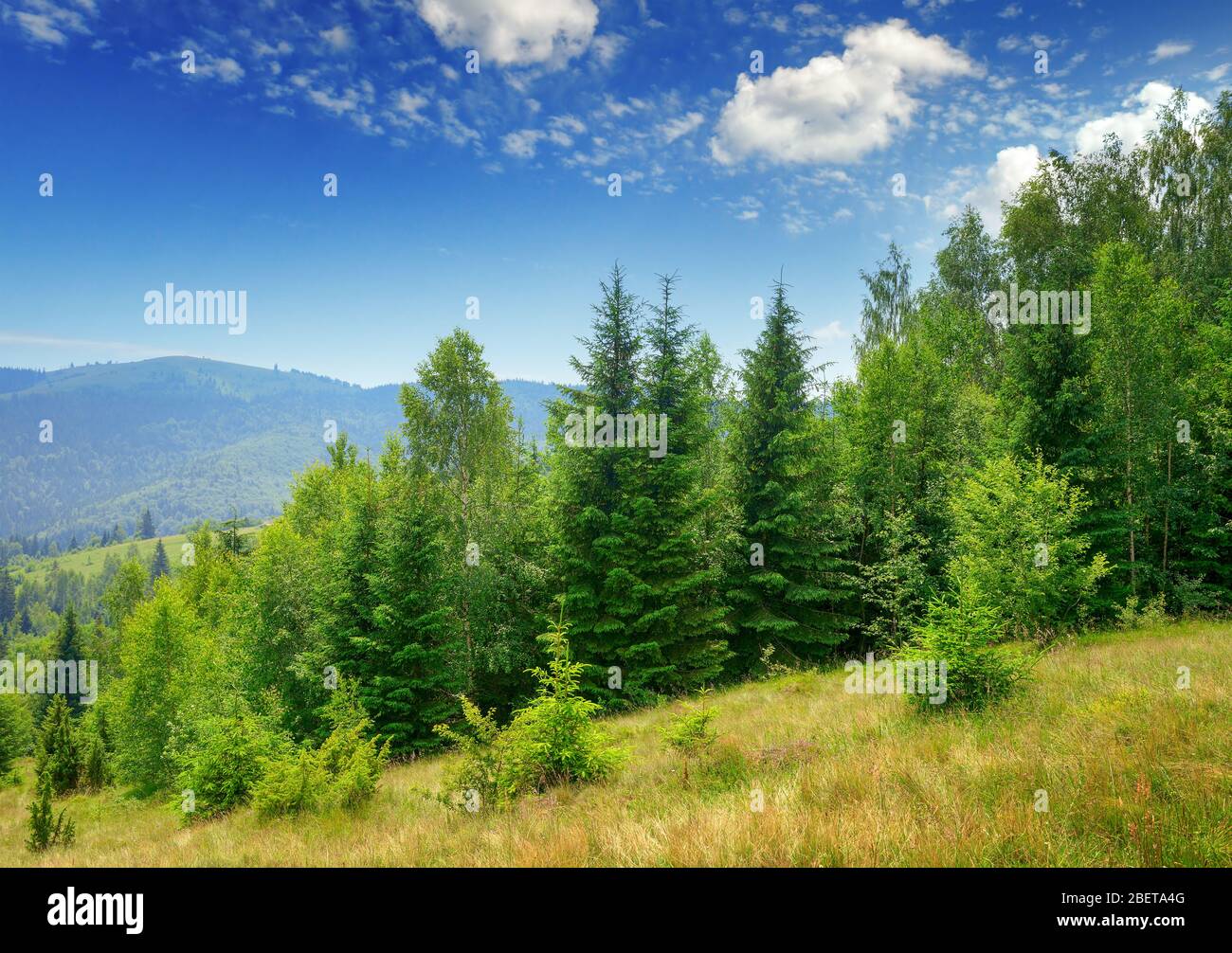 Evergreen fir trees in mountains and blue sky Stock Photo - Alamy