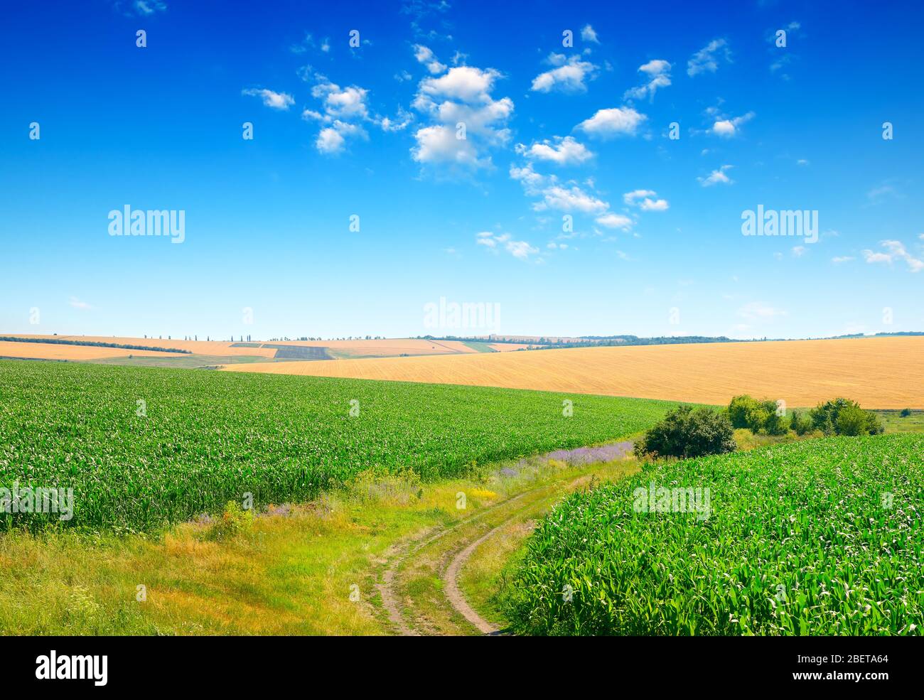 Indian corn field hi-res stock photography and images - Alamy