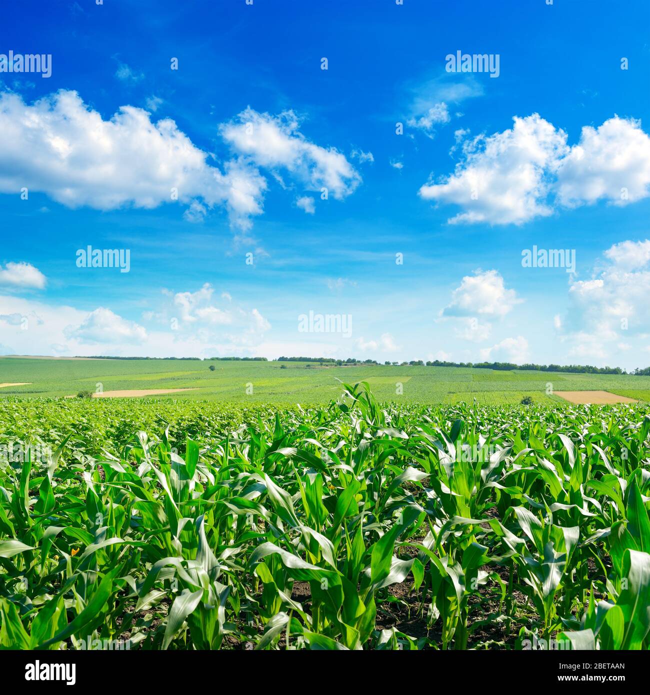 Fresh corn field with young plants and bright blue sky Stock Photo - Alamy