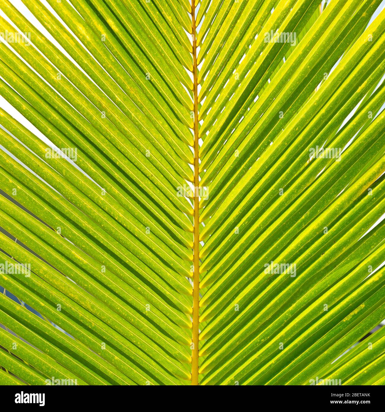 Coconut leaves texture hi-res stock photography and images - Alamy