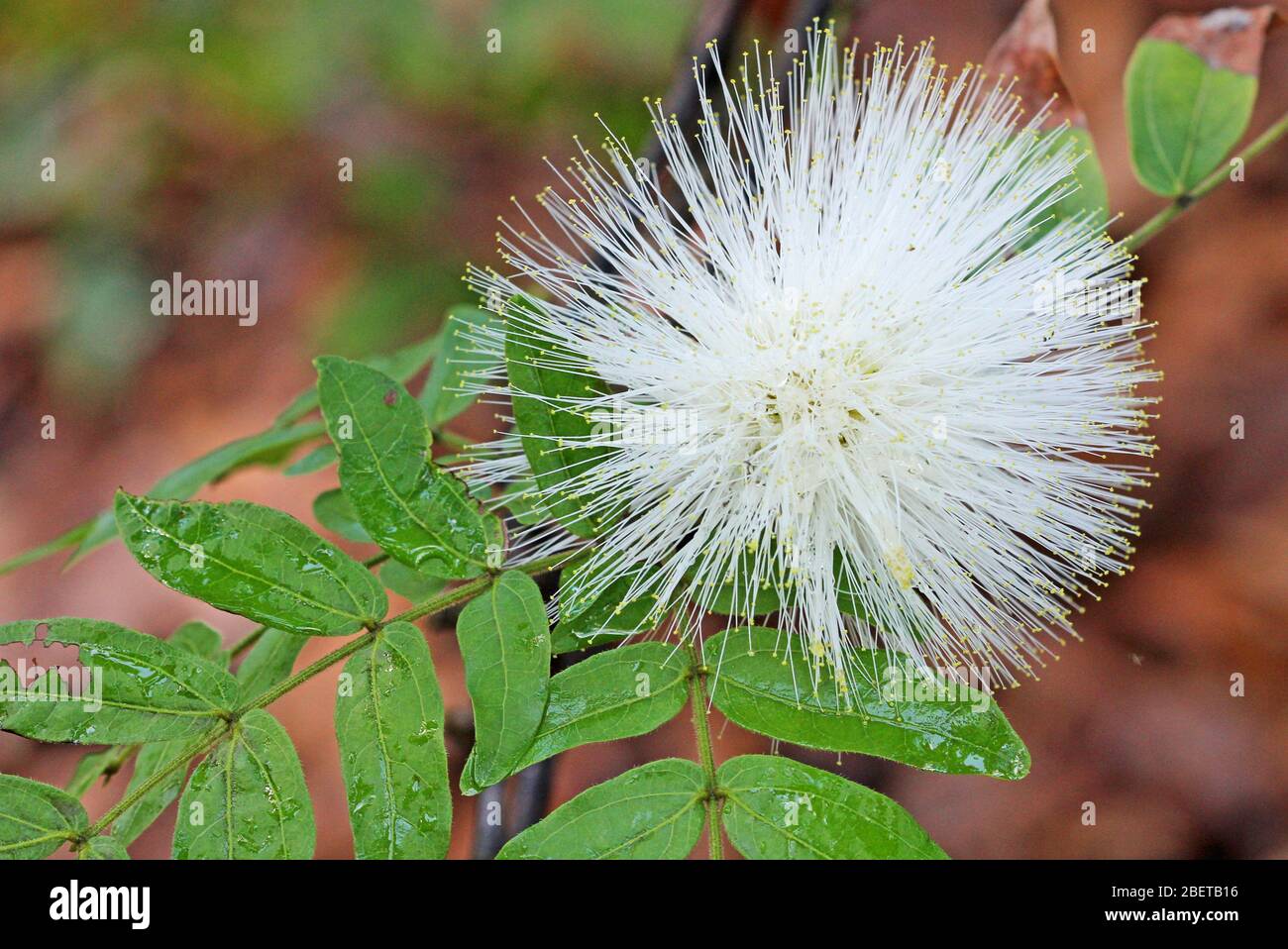 Bottle brush flower hi-res stock photography and images - Alamy