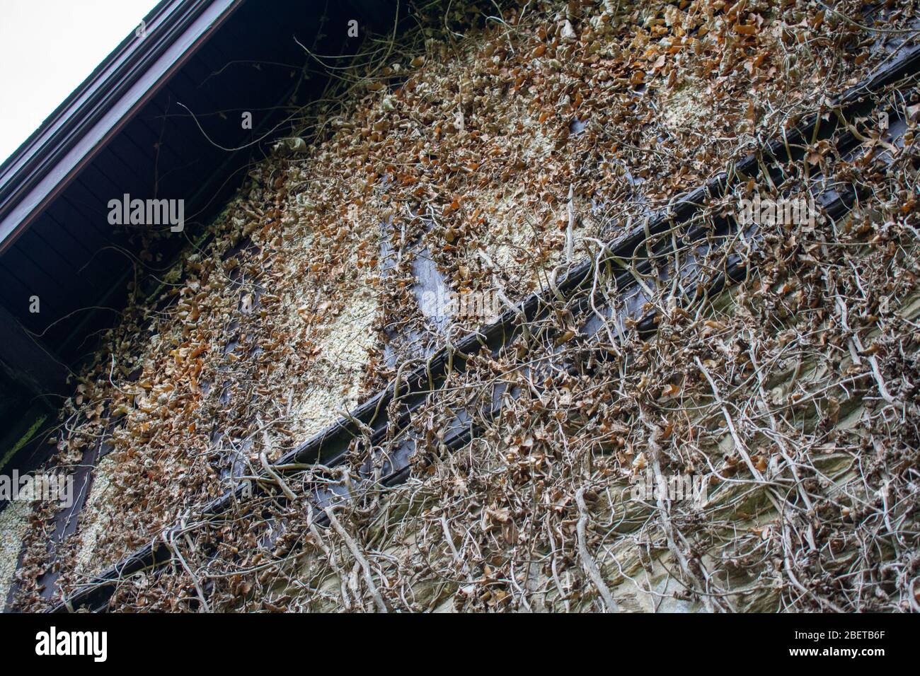 A Cobblestone Wall Covered in Dead Ivy Stock Photo - Alamy