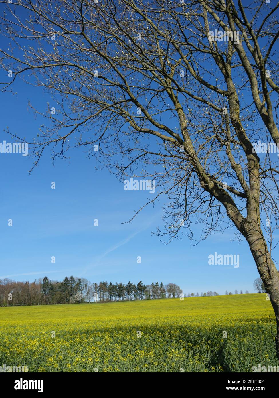 spring time in germany Stock Photo - Alamy