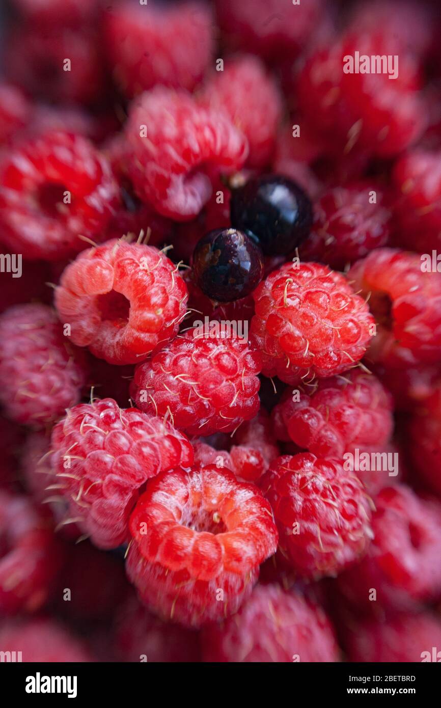 selection of freshly picked ripe red raspberries and 2 berries of black ...