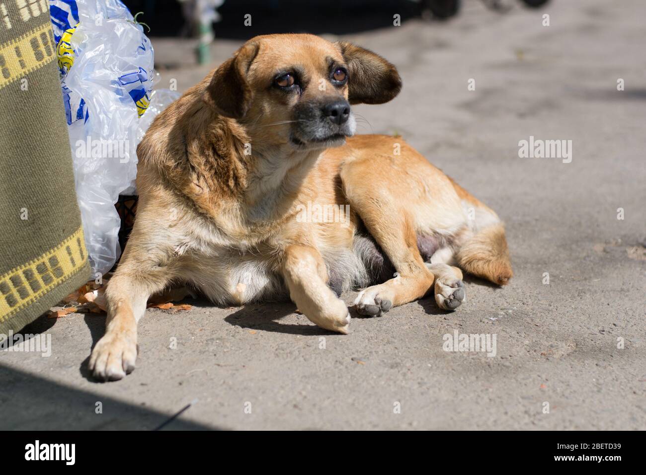 Plaintively hi-res stock photography and images - Alamy