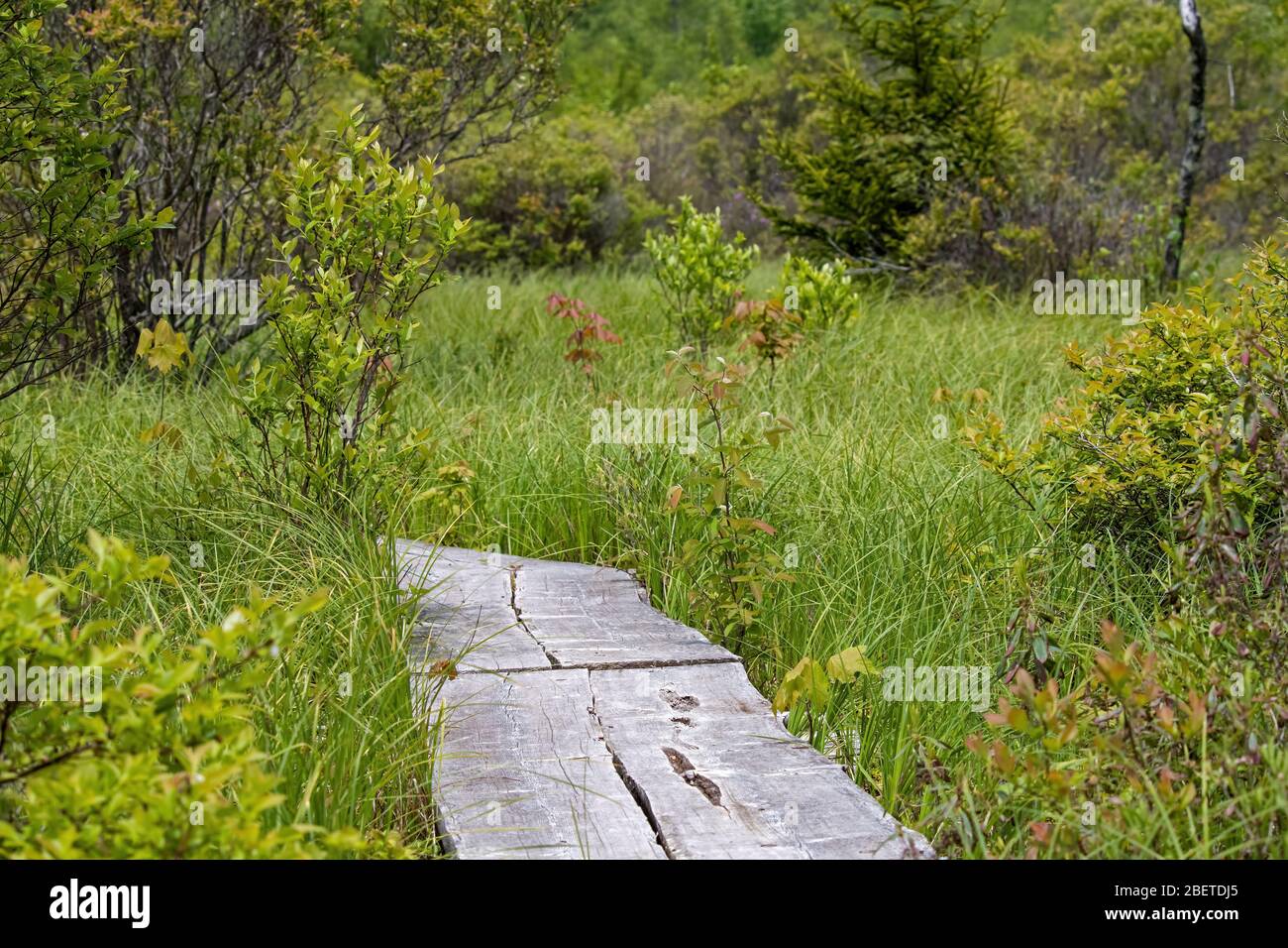 Swamp bog wetland boardwalk hi-res stock photography and images - Alamy