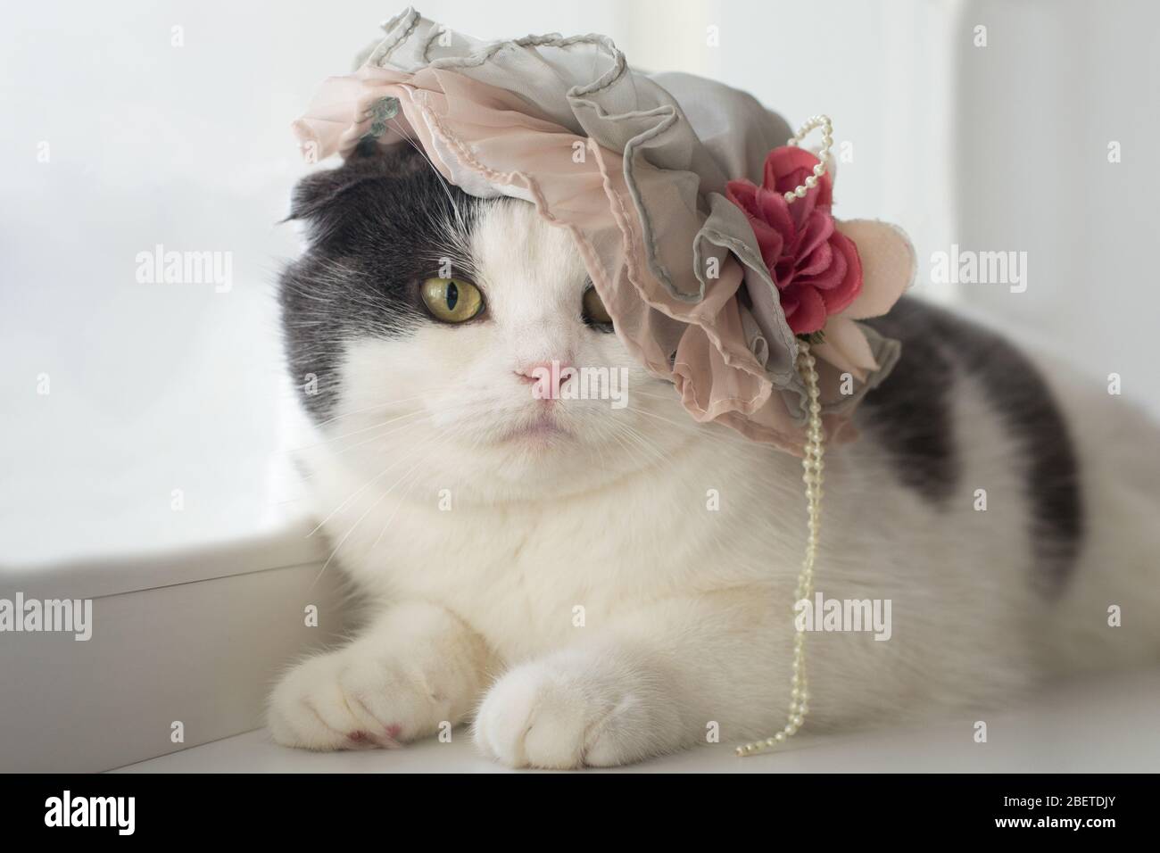 Angry Cat Wearing Clothes