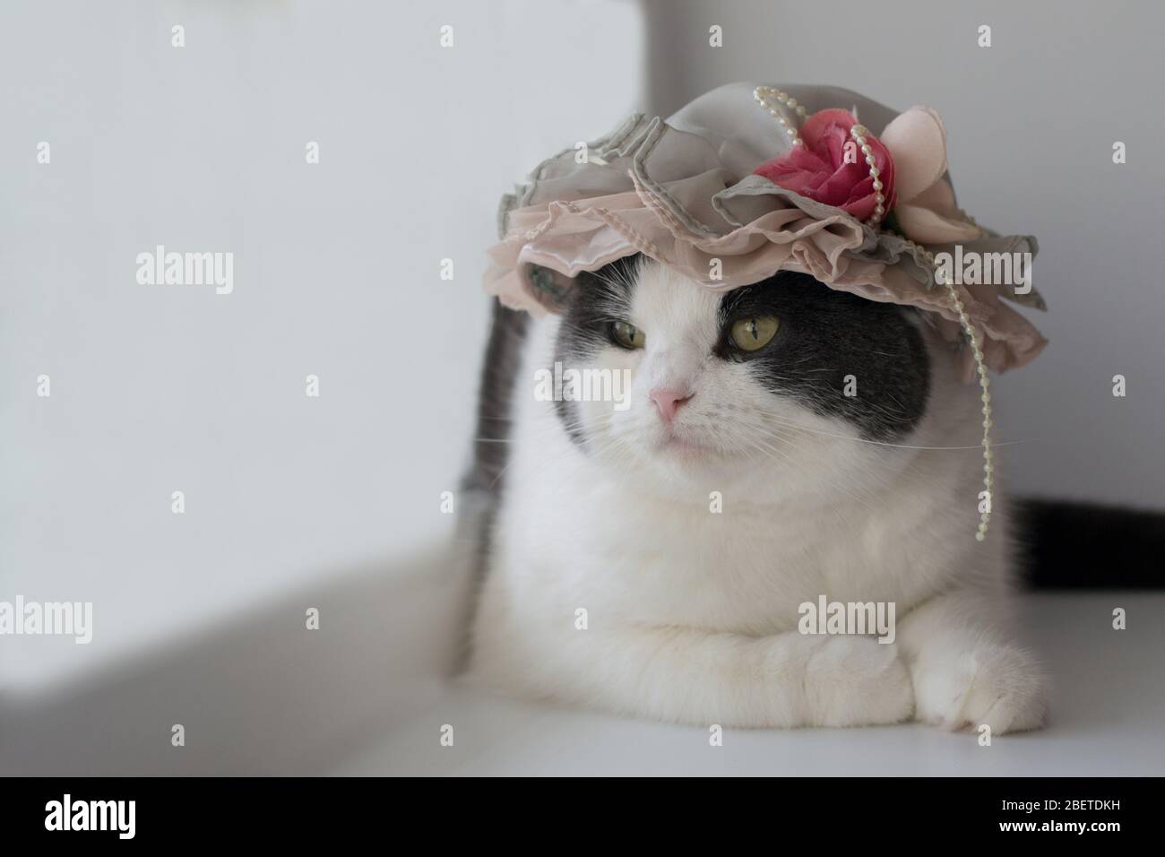 Angry Cat Wearing Clothes