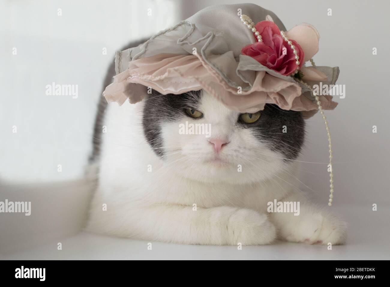 Angry Cat Wearing Clothes