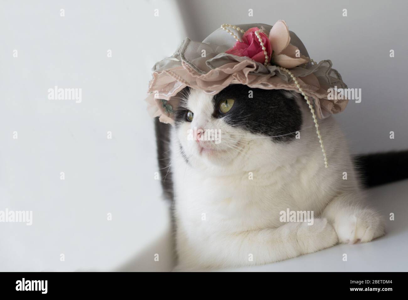 Angry Cat Wearing Clothes