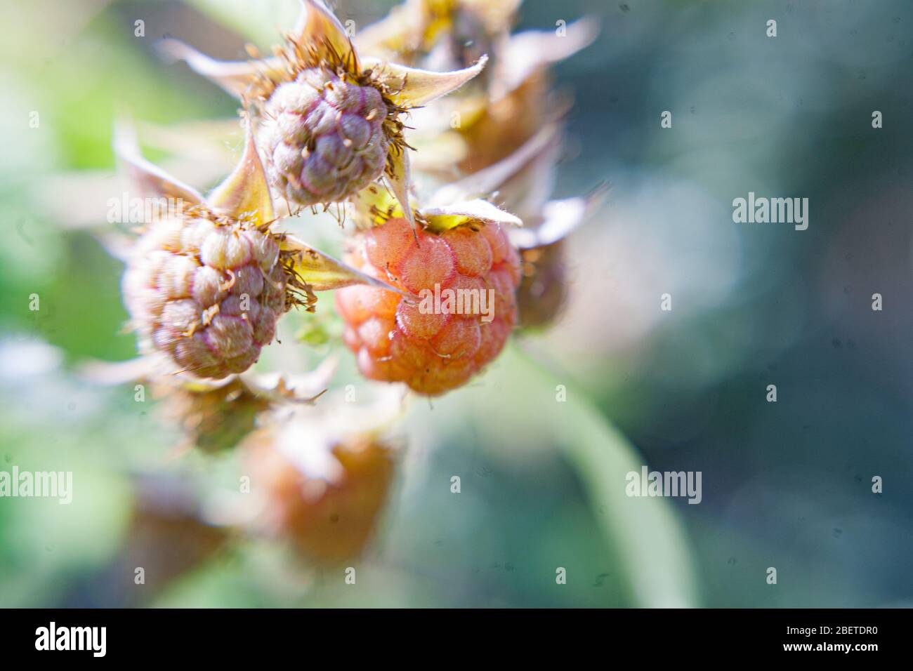 raspberry branch, ripe and unripe berries, sunny summer day Stock Photo ...