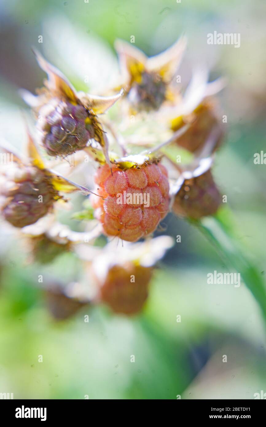 Serbian raspberry hi-res stock photography and images - Alamy