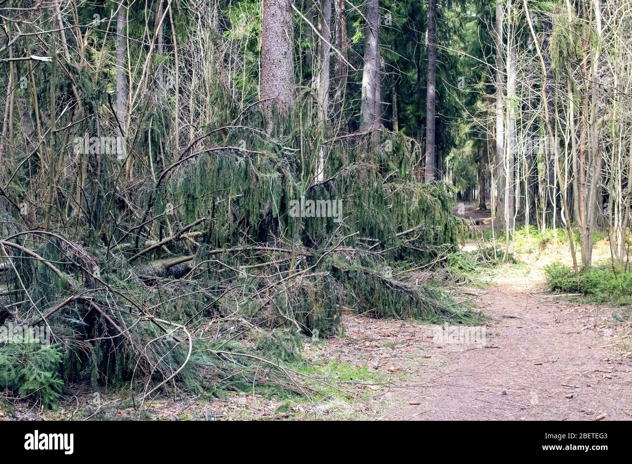 Spruce branches lie in hi-res stock photography and images - Alamy