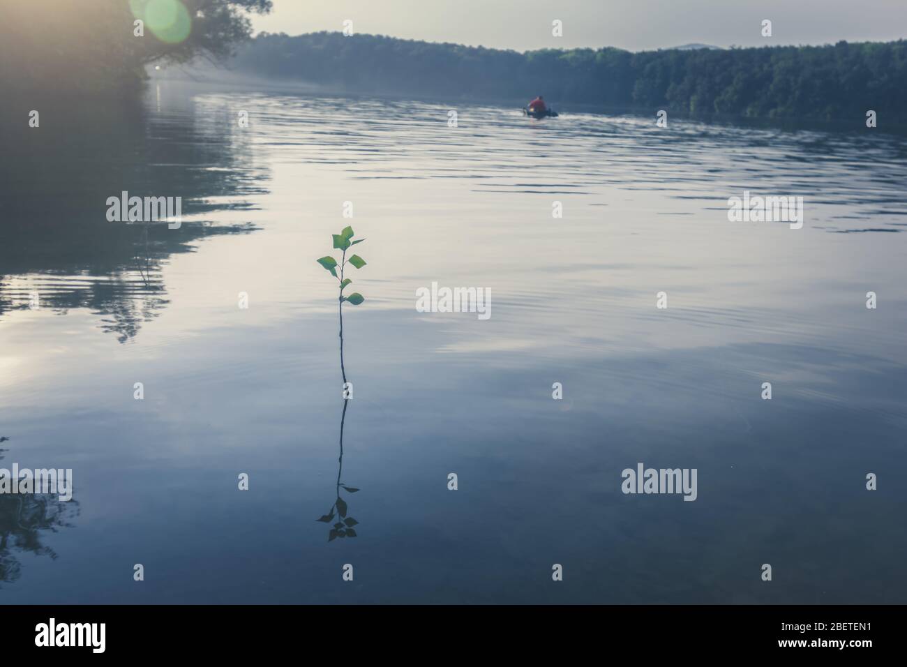 plant reflection in mysterious pond in misty afternoon Stock Photo - Alamy