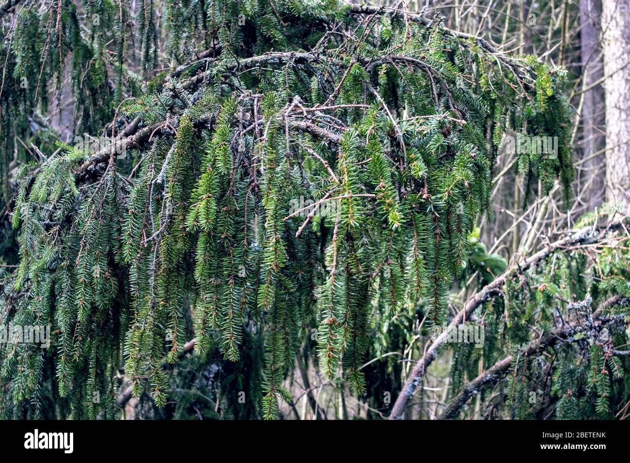 Spruce branches lie in hi-res stock photography and images - Alamy