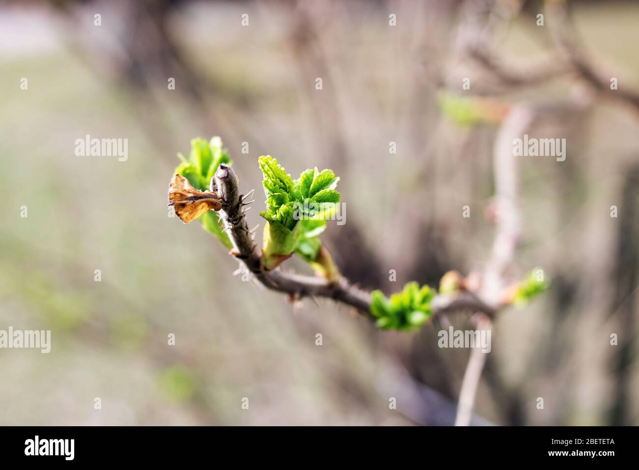 Rosehip hedge hi-res stock photography and images - Alamy