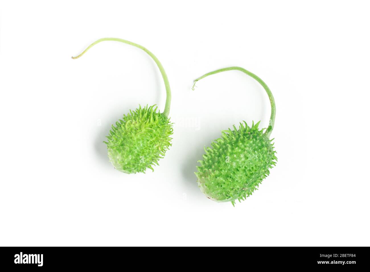 Maxixe hi-res stock photography and images - Alamy