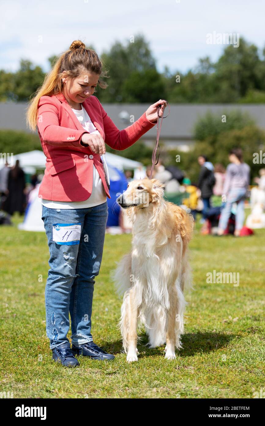 Saint-Petersburg, Russia - 07.12.2019: Red borzoi outdoor on dog show ...