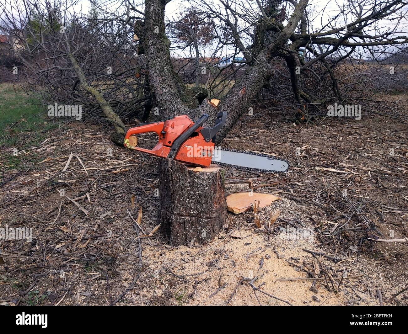 Chainsaw on stump in forest hi-res stock photography and images - Alamy