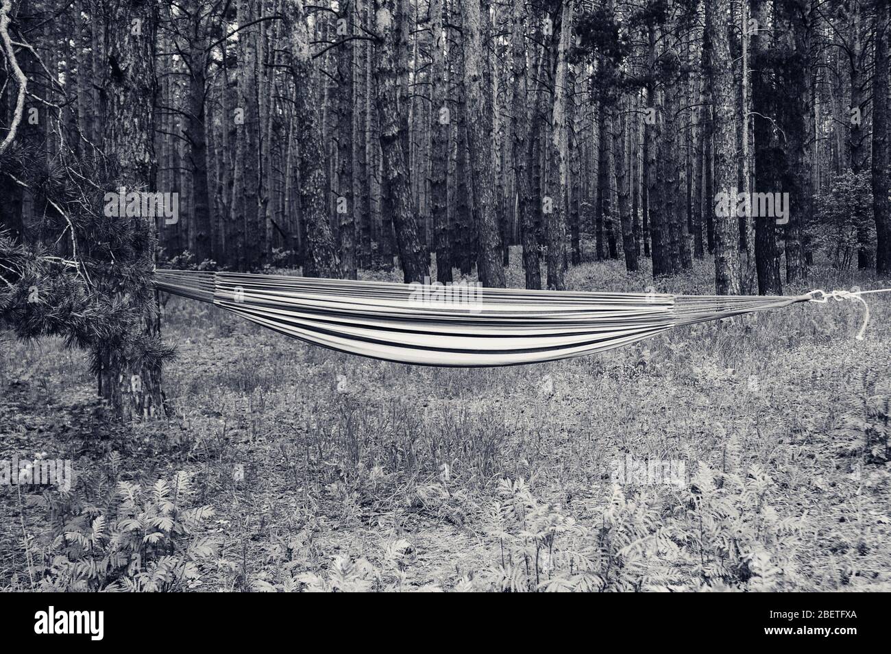 Hammock stretched with ropes between two pine trees on lawn in forest ...