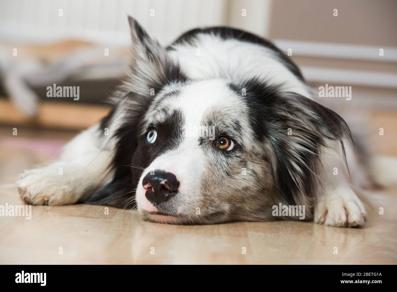 border collie dog lying in a living room Stock Photo - Alamy