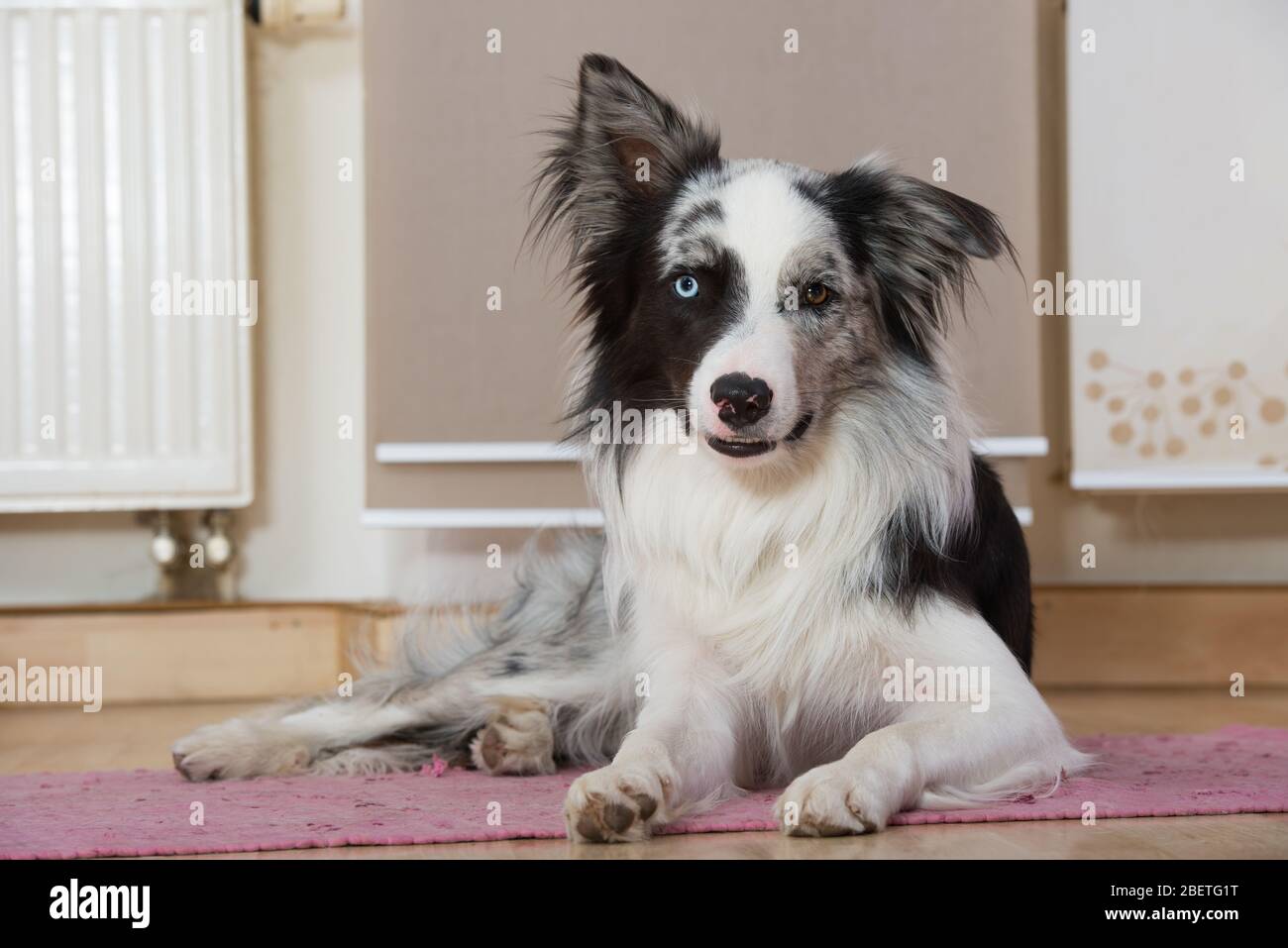 border collie dog lying in a living room Stock Photo - Alamy