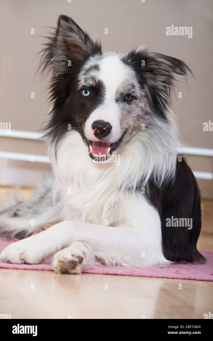 border collie dog lying in a living room Stock Photo - Alamy