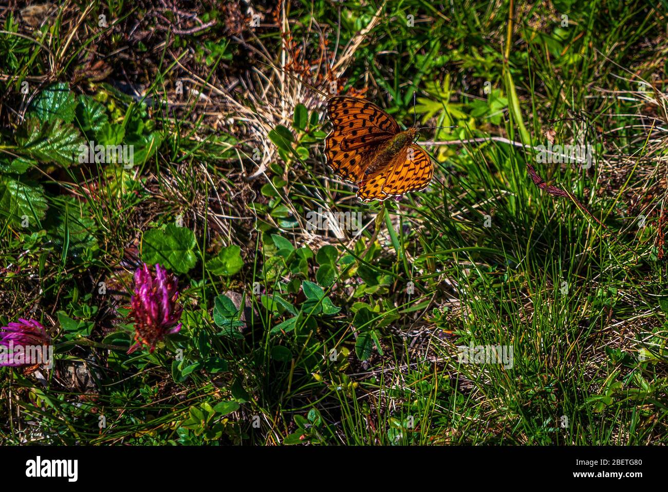 Butterfly in mountains, Italy Dolomites Stock Photo - Alamy