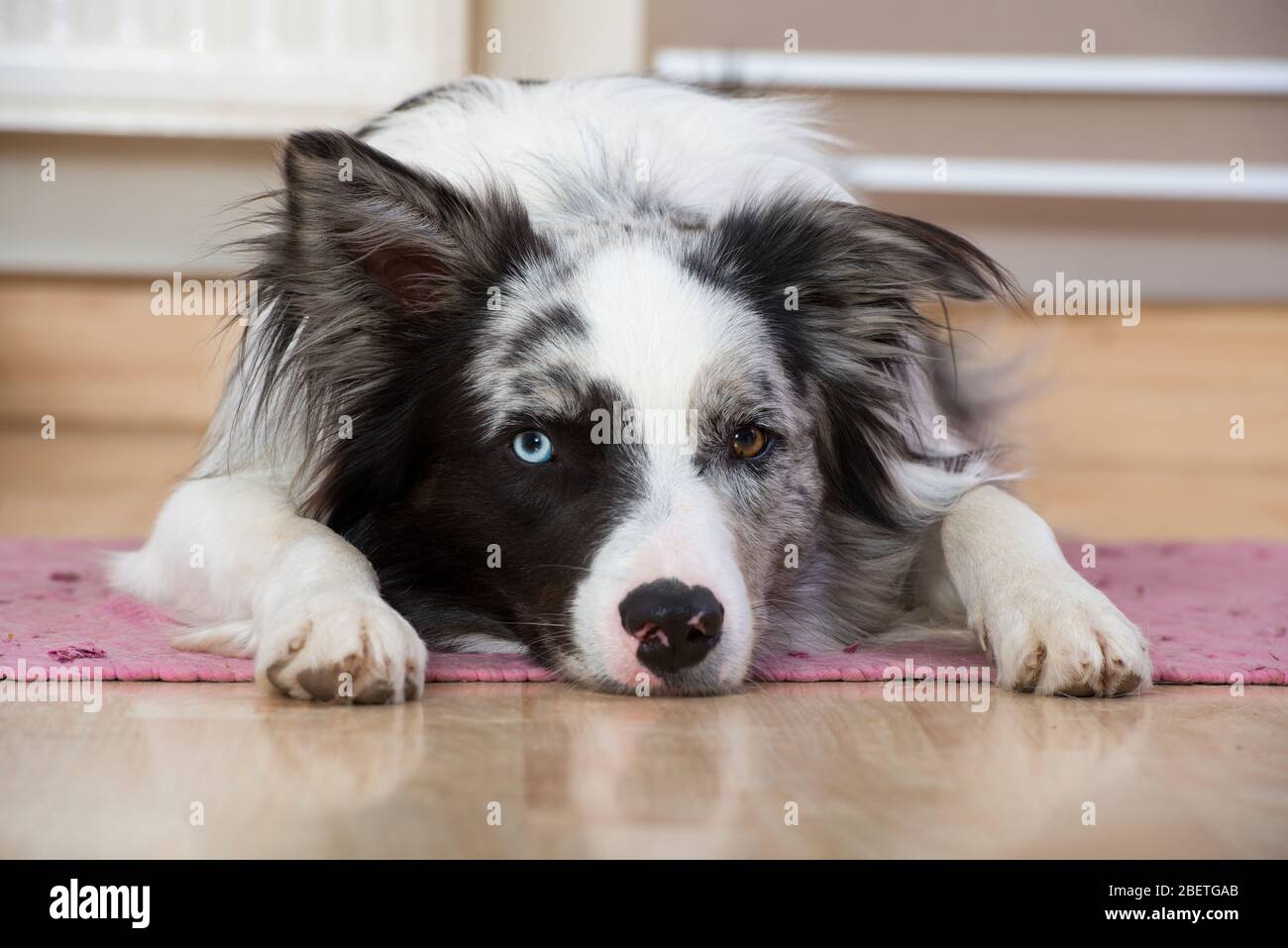 border collie dog lying in a living room Stock Photo - Alamy