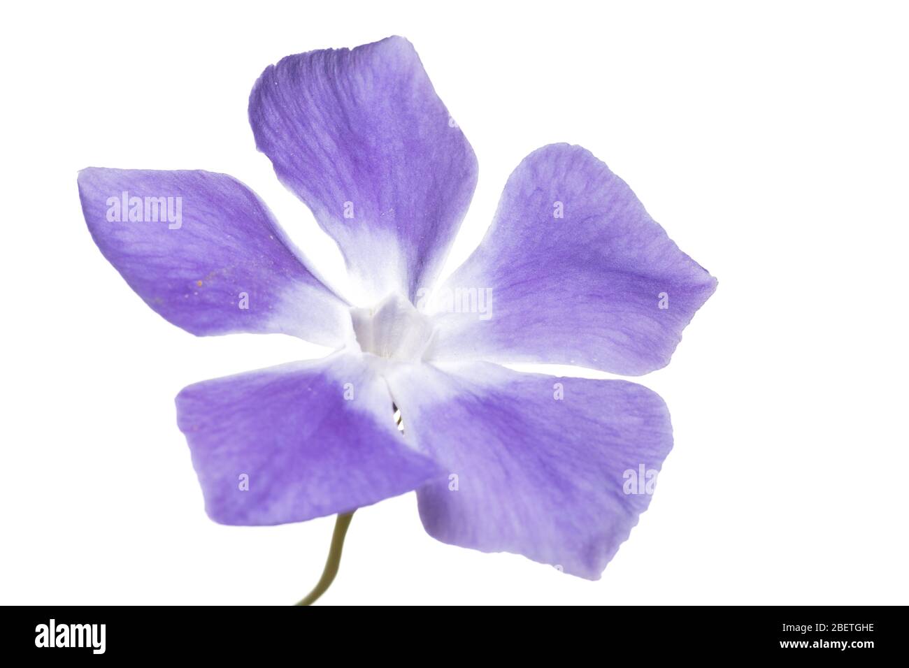 Periwinkle, Vinca minor, flower, photographed using a which background ...