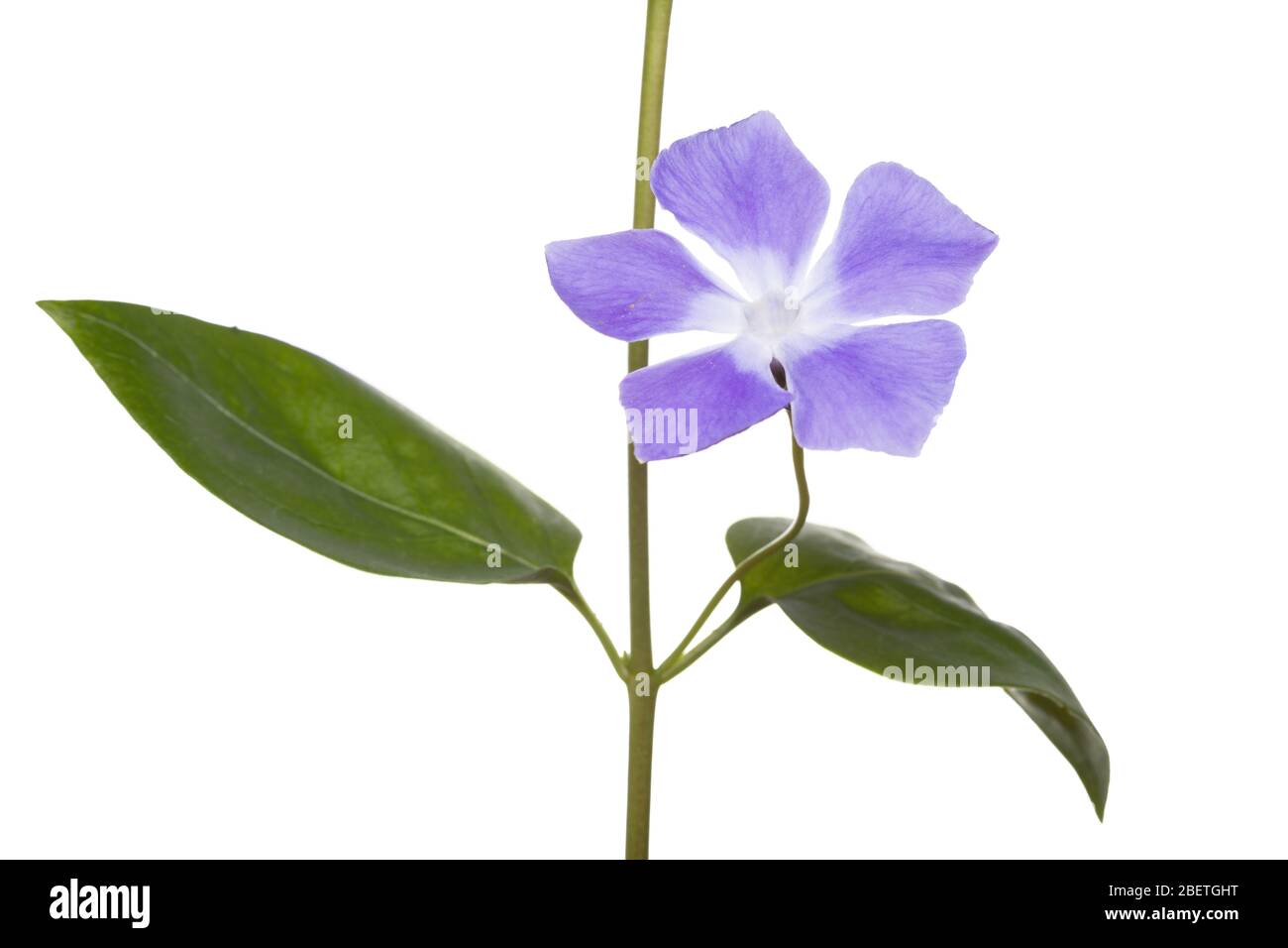 Periwinkle, Vinca minor, flower, photographed using a which background ...