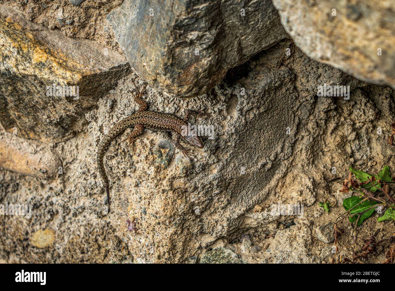 a lizard on the wall Stock Photo - Alamy