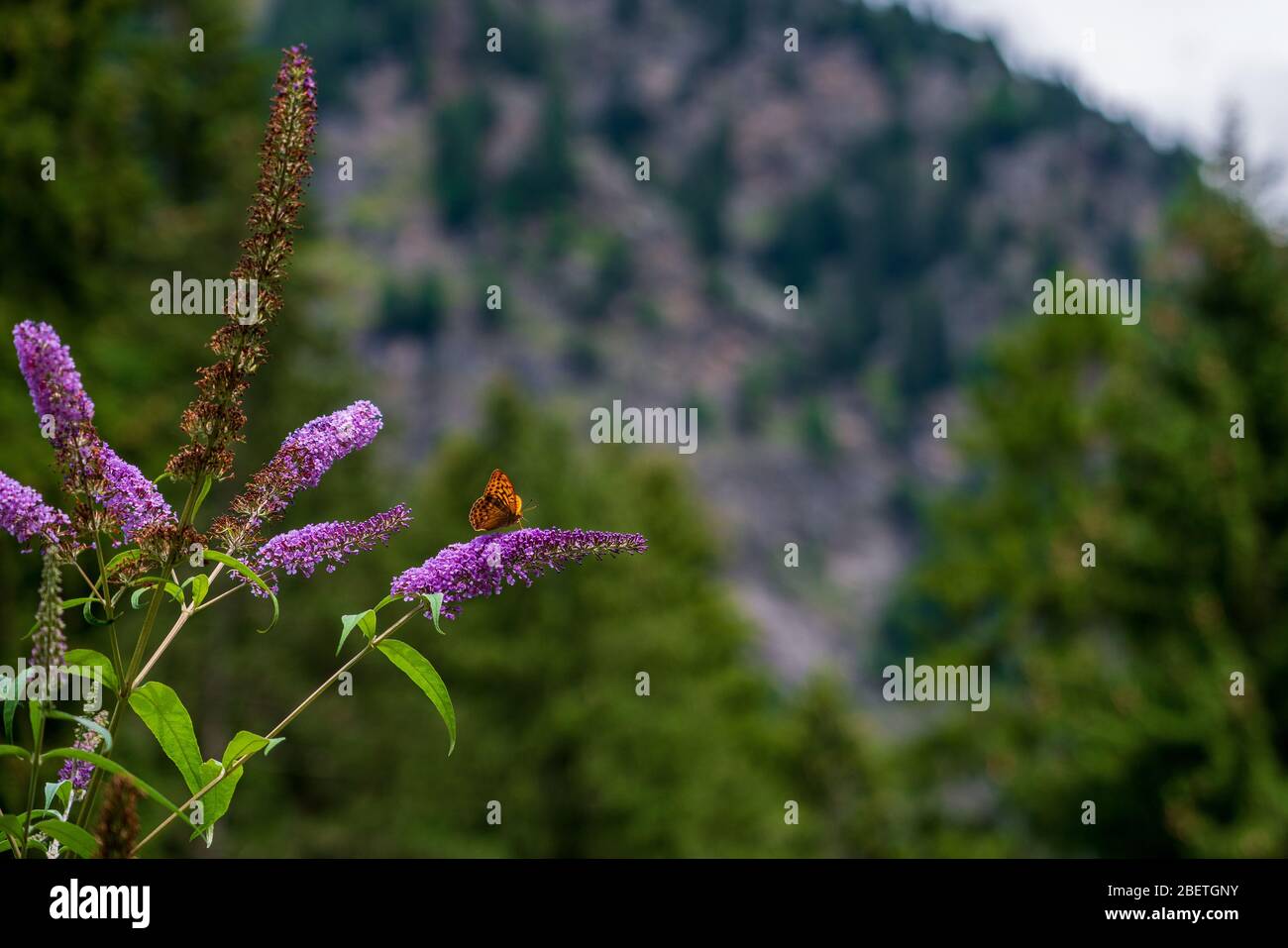 Butterfly in mountains, Italy Dolomites Stock Photo - Alamy