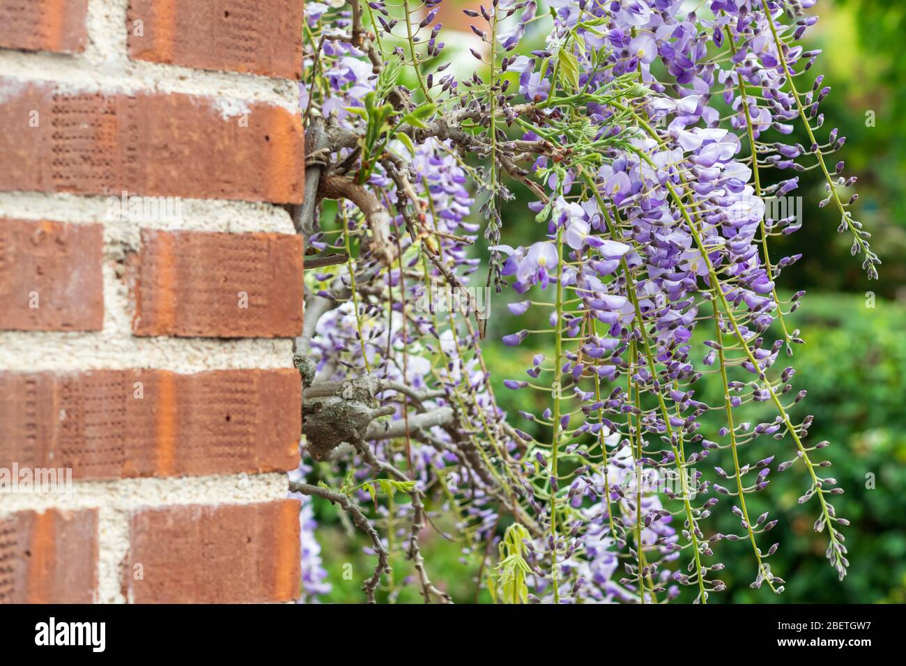 Violet Wisteria sinensis in bloom. Springtime background Stock Photo ...