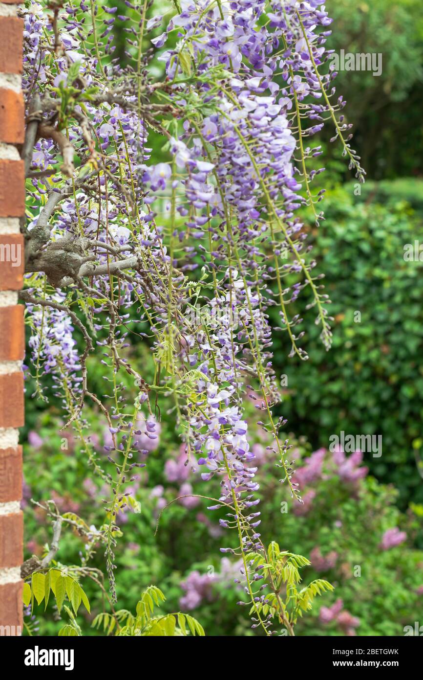 Violet Wisteria sinensis in bloom. Springtime background Stock Photo ...