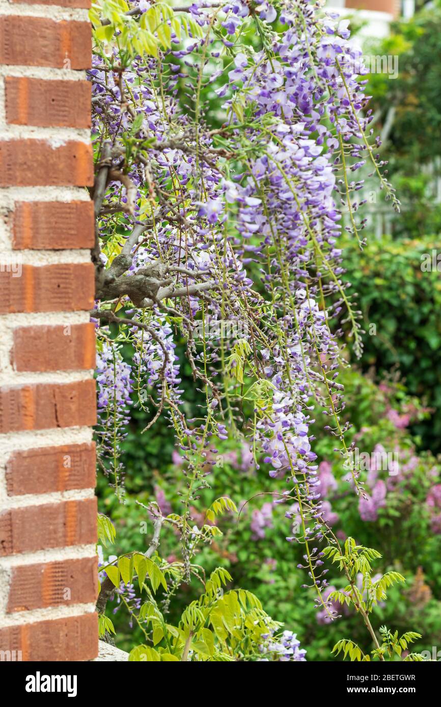 Violet Wisteria sinensis in bloom. Springtime background Stock Photo ...