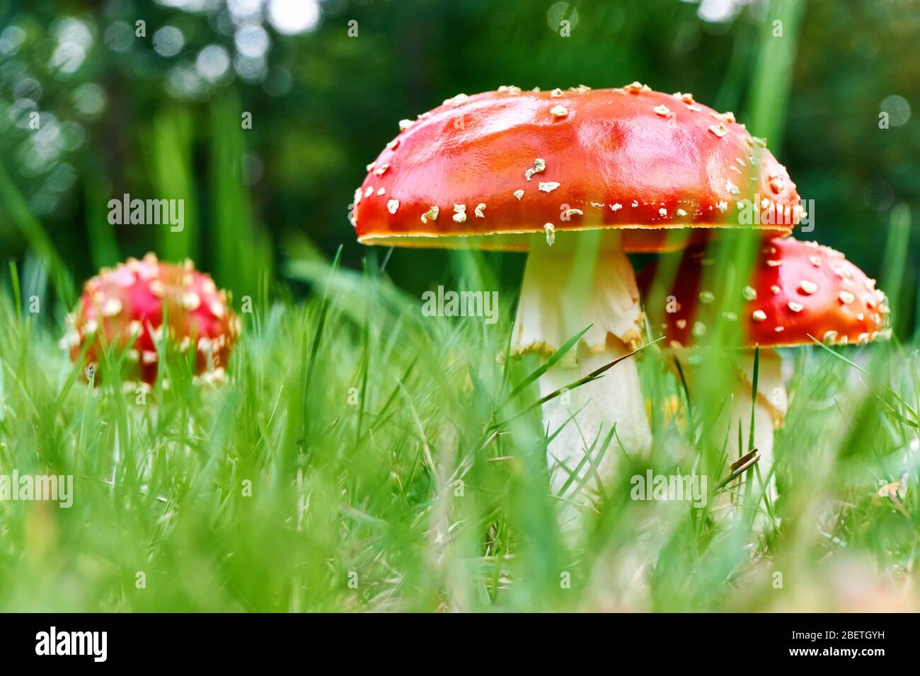Closeup of a group of fly agaric, fly amanita or amanita muscaria ...