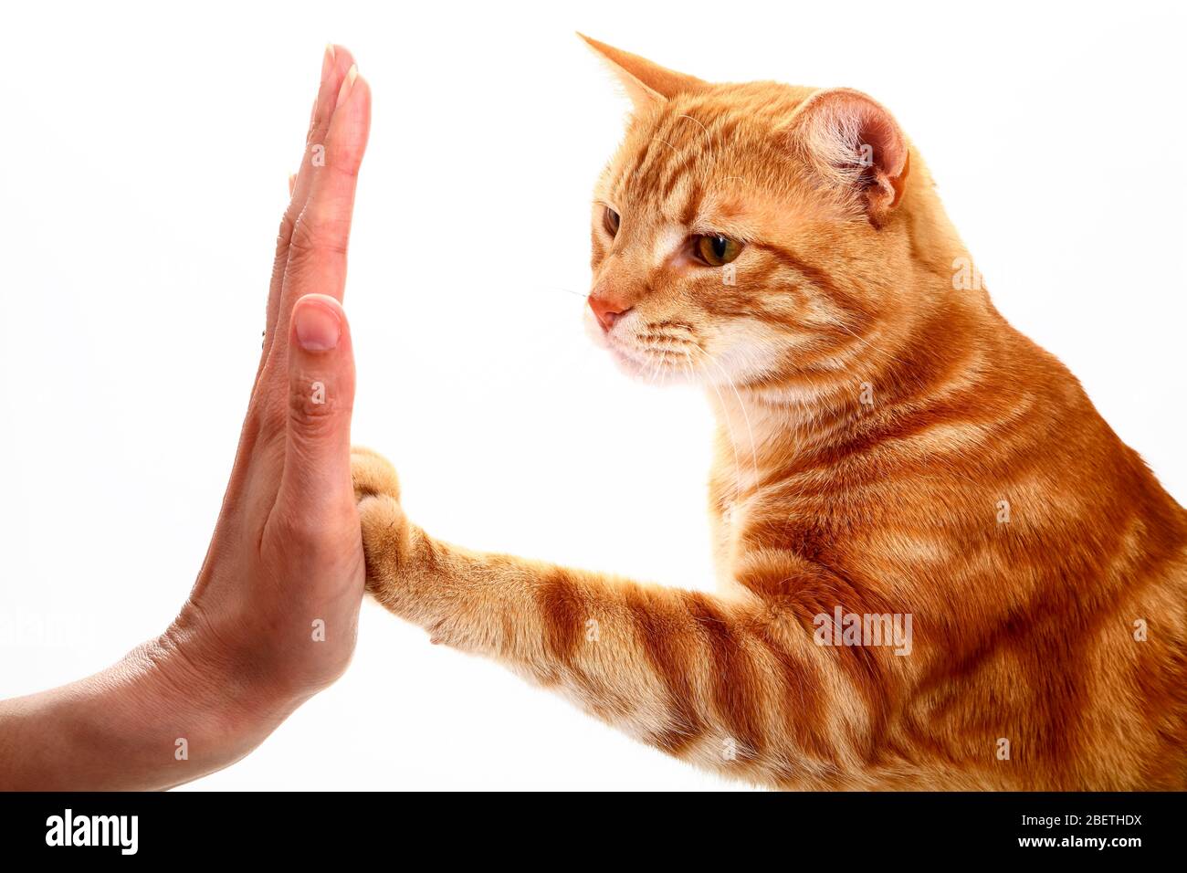 Animal high five hi-res stock photography and images - Alamy