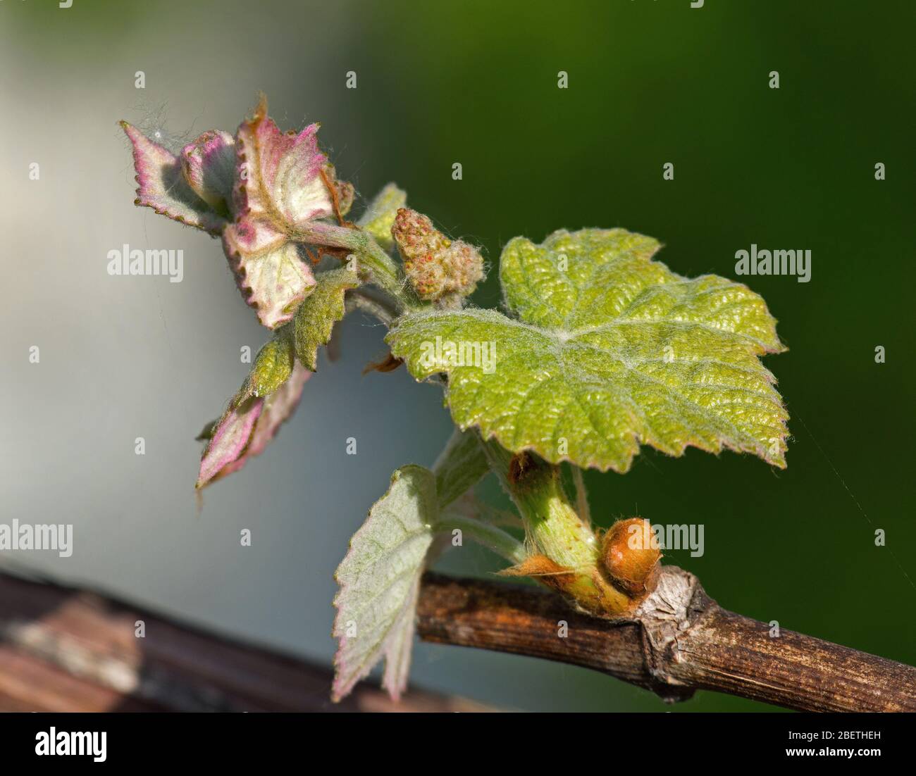 Vine sprouts in spring Stock Photo - Alamy