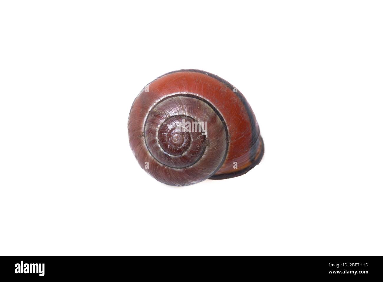 Snail shell pattern Stock Photo - Alamy