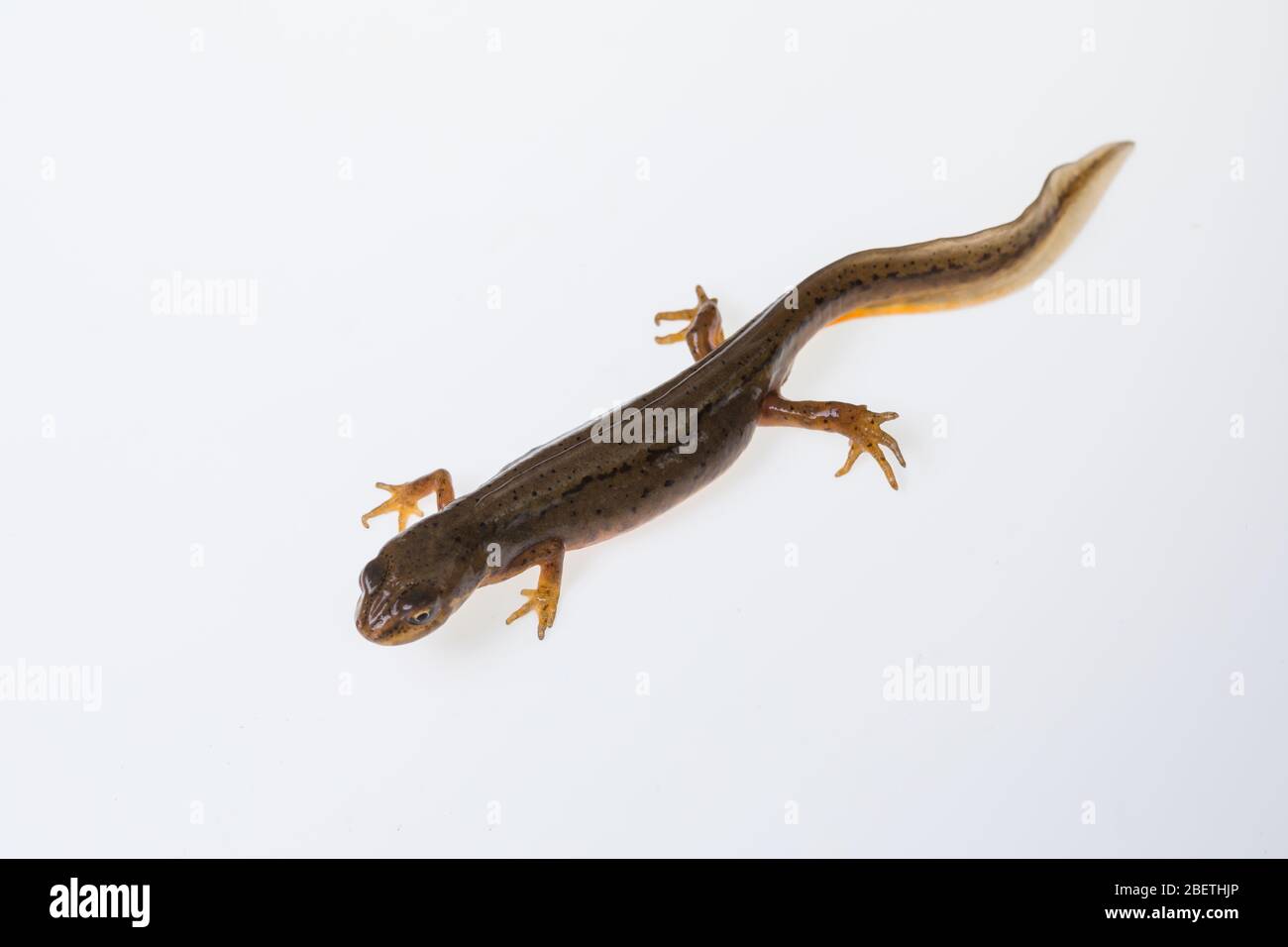 Smooth (or Common) Newt, Lissotriton vulgaris, photographed using a ...