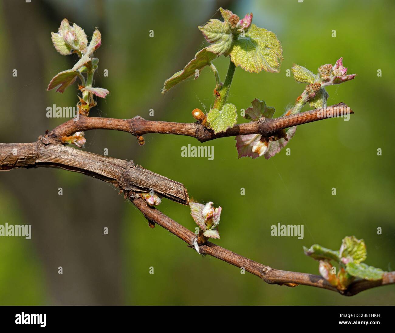 Vine sprouts in spring Stock Photo - Alamy