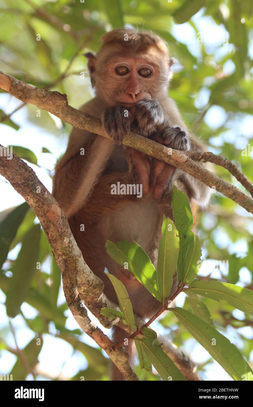 Curious macaque hi-res stock photography and images - Alamy
