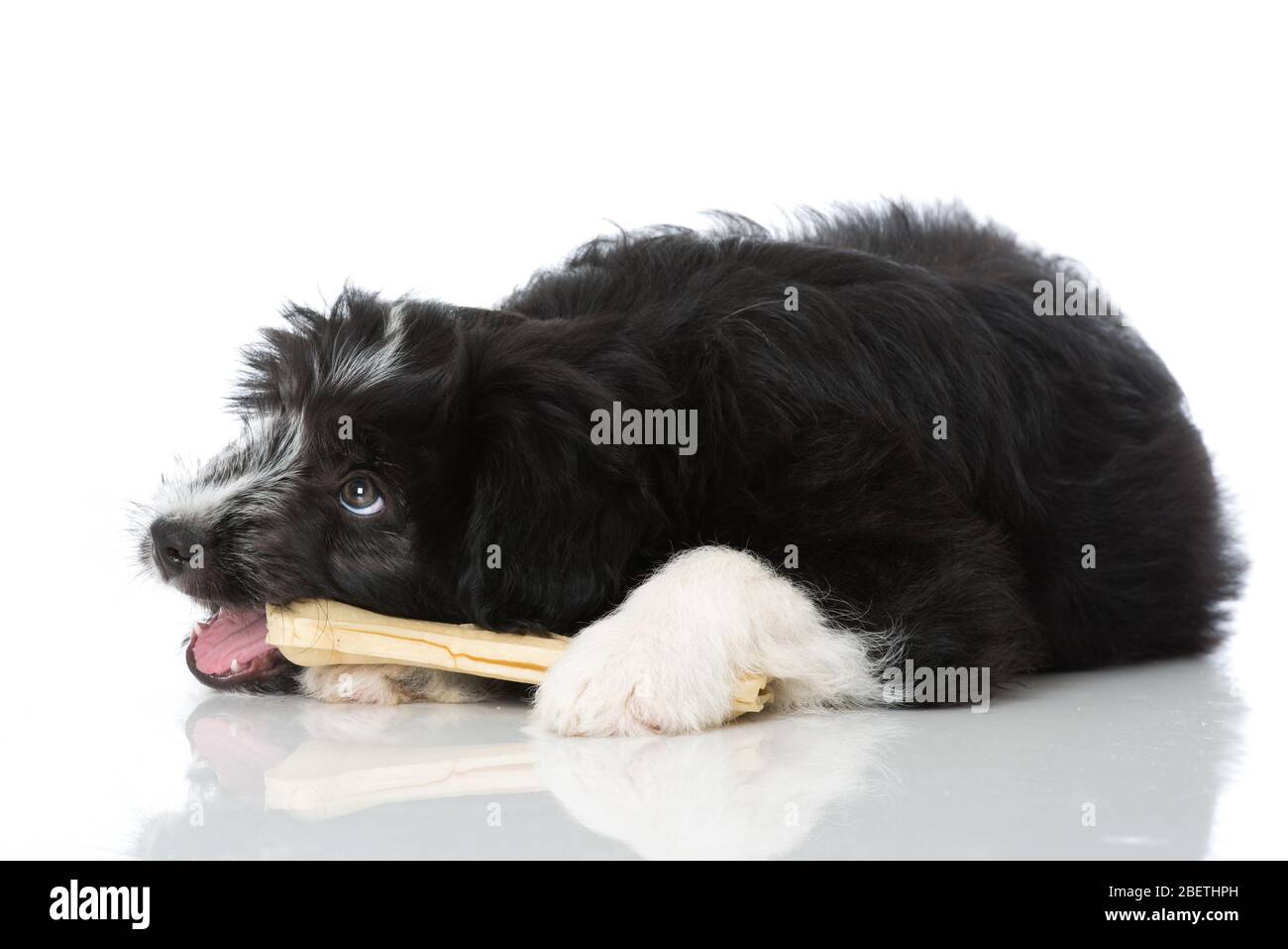 Cute mixed breed dog isolated on white Stock Photo - Alamy