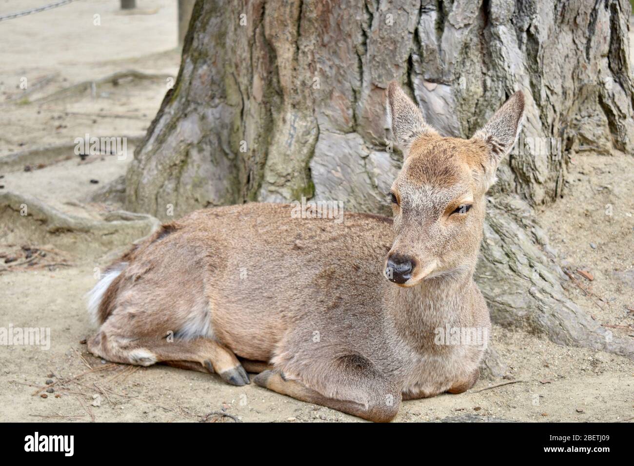 Famous deer in Nara park, Japan Stock Photo - Alamy