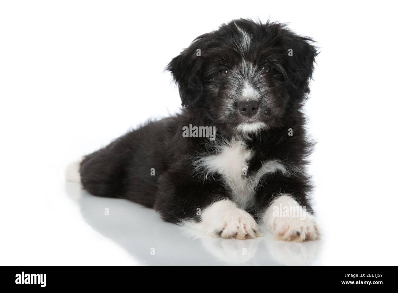 Cute mixed breed dog isolated on white Stock Photo - Alamy