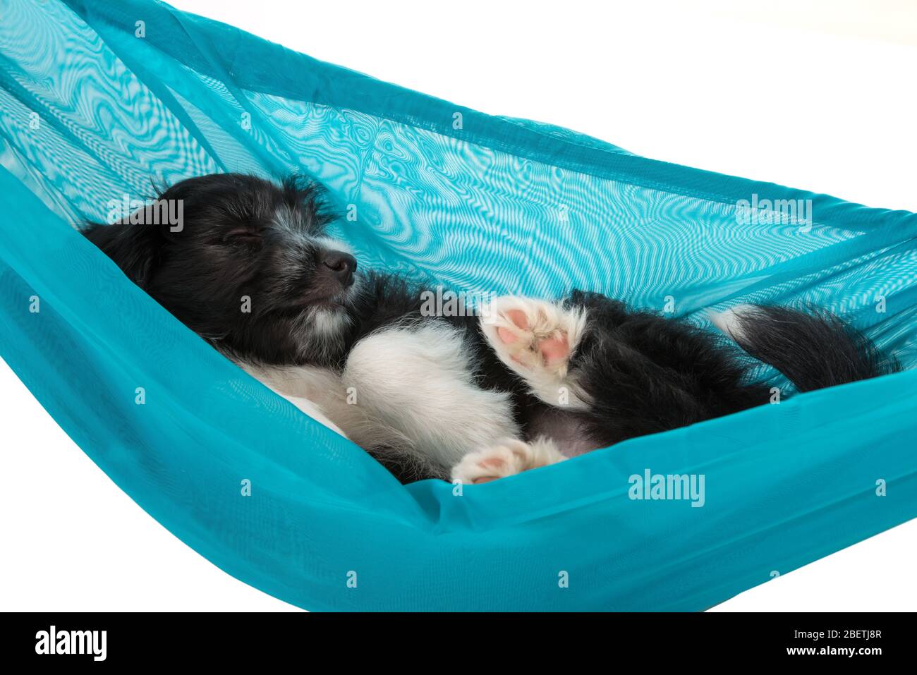 Cute mixed breed dog isolated on white Stock Photo - Alamy